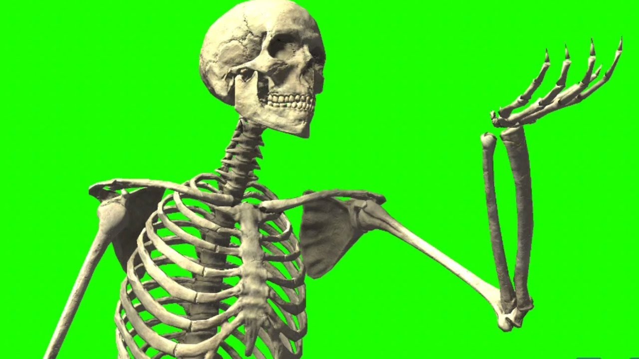 Skeleton animation video | Skeleton green screen | No Copyright free ...