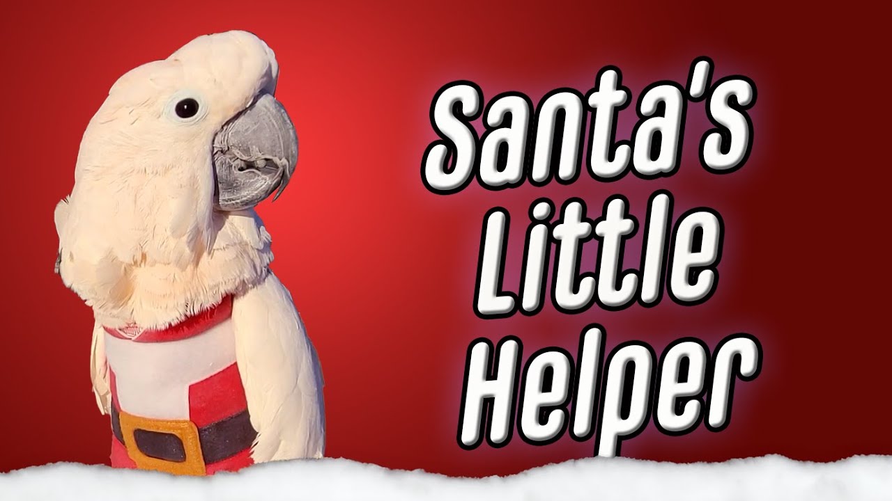 Snow Patrol! Santa's Little Helper Goes for a Walk and Inspects the ...