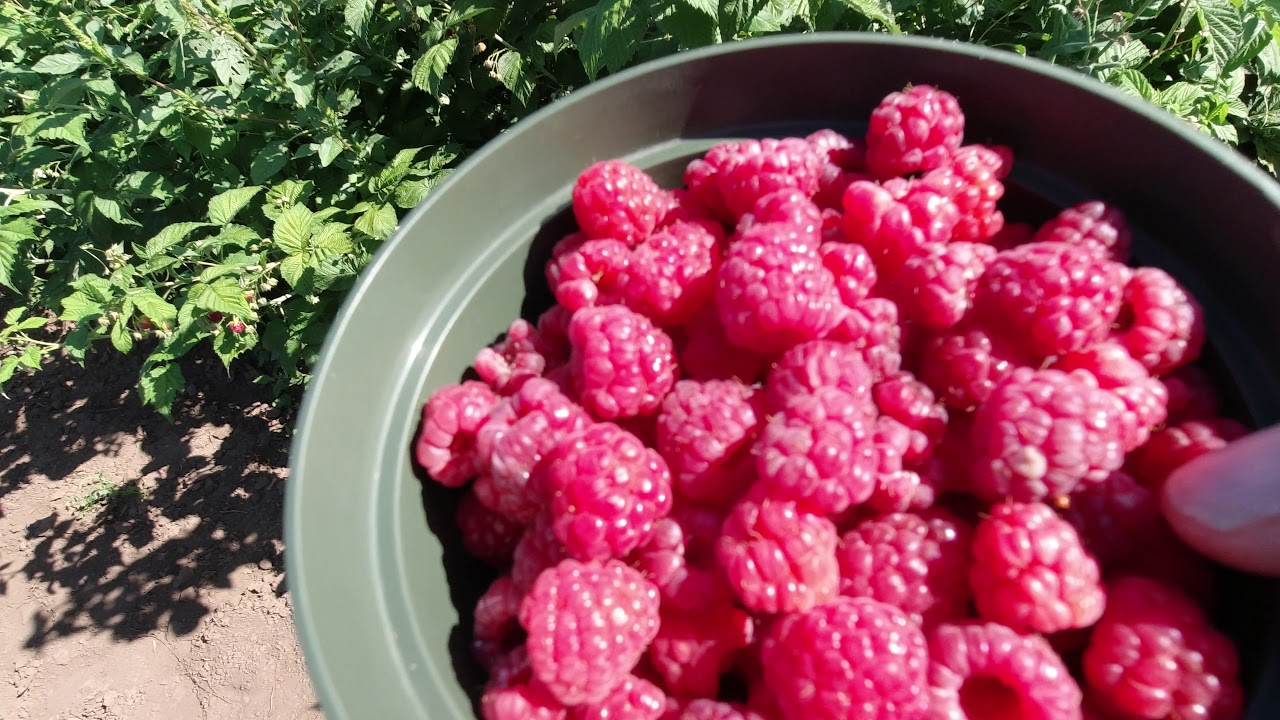 U pick Raspberry farm - YouTube
