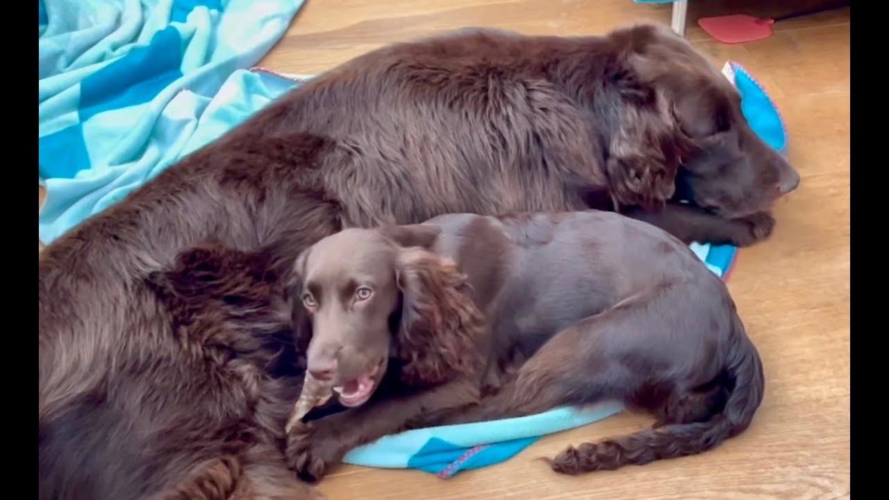 British Cocker Spaniel and a Dutch Flat Coated Retriever. - YouTube