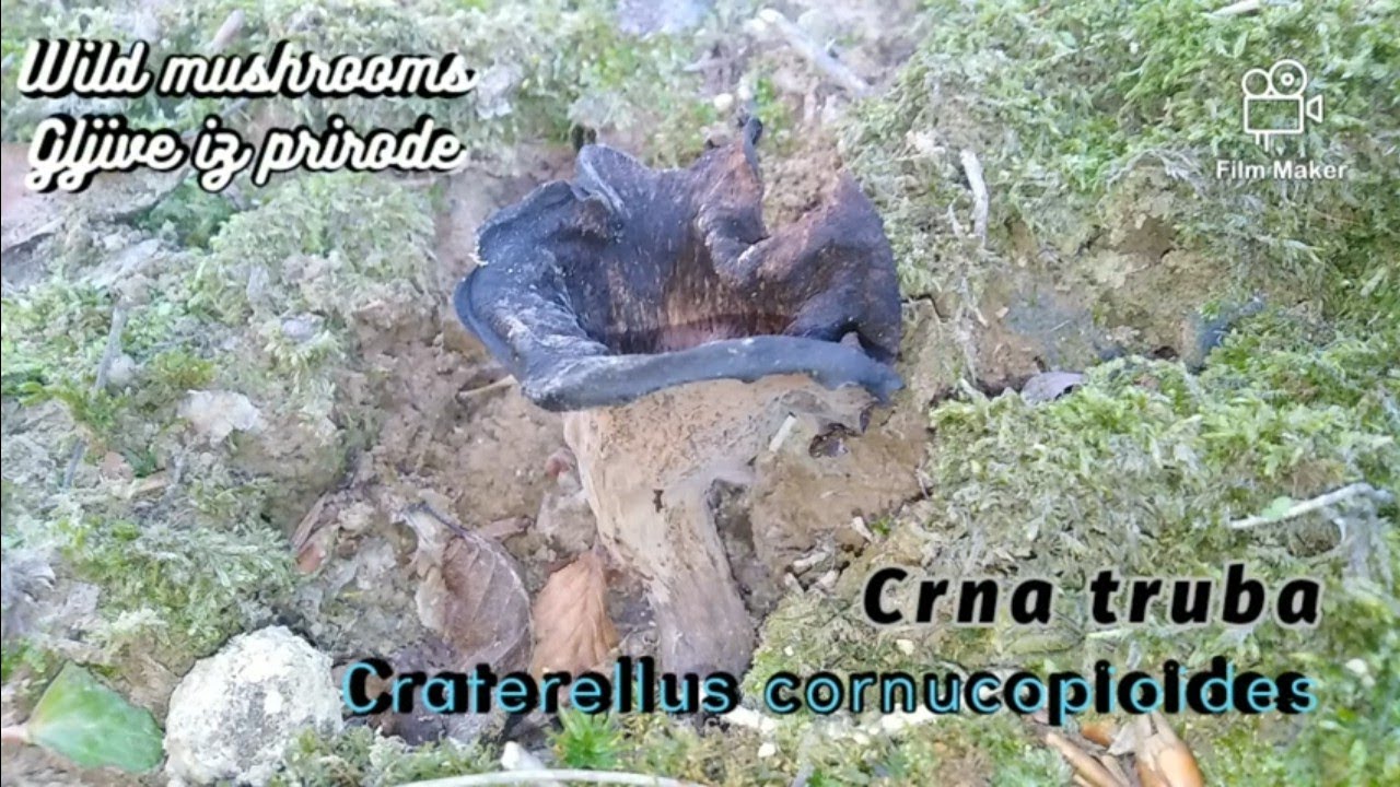 Crna truba, Craterellus cornucopioides - YouTube