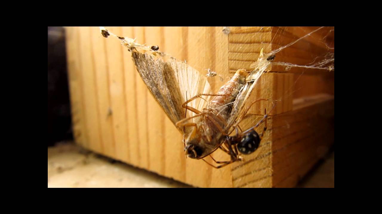 Spider vs. Moth - YouTube