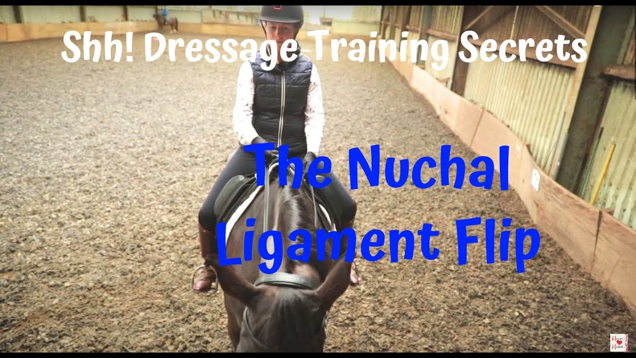 Shhh! Training secrets - One of my favourite dressage exercises! The ...
