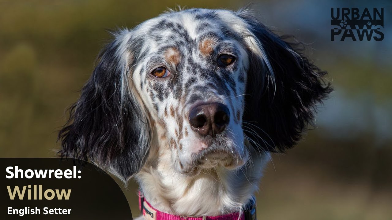 Dog Training: Willow (English Setter) - Down, Beg, Give Paw - YouTube