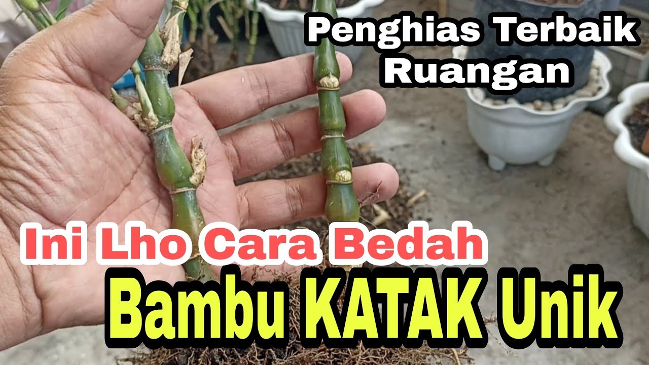 Cara Menanam Dan Perbanyak Bambu Katak I Bambu Tasbih Unik @Griyokulo ...