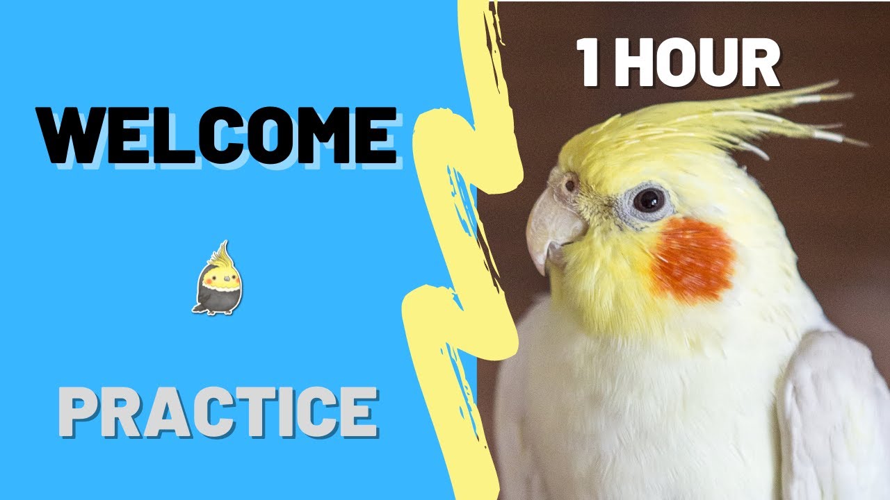 PARROT TRAINING WELCOME- Parrot Talking - Bird Talking - Parrot ...
