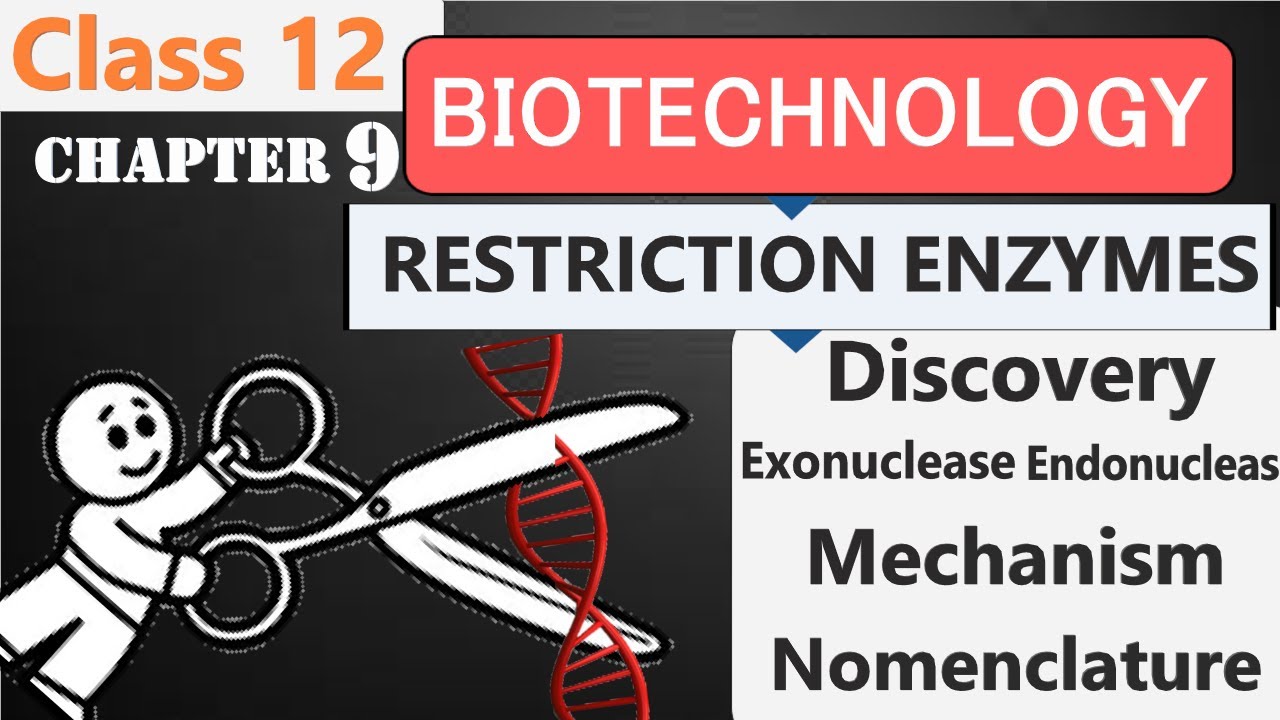 PART-2 Restriction Enzymes (Molecular Scissor) |PROCESSES OF RDT||CLASS ...