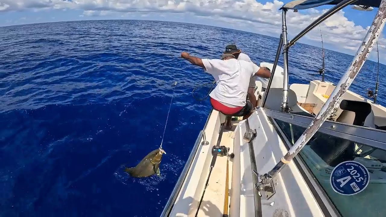 Fishing Challenger Bank And Argus Tower Bermuda | Aggressive Jack Bites ...