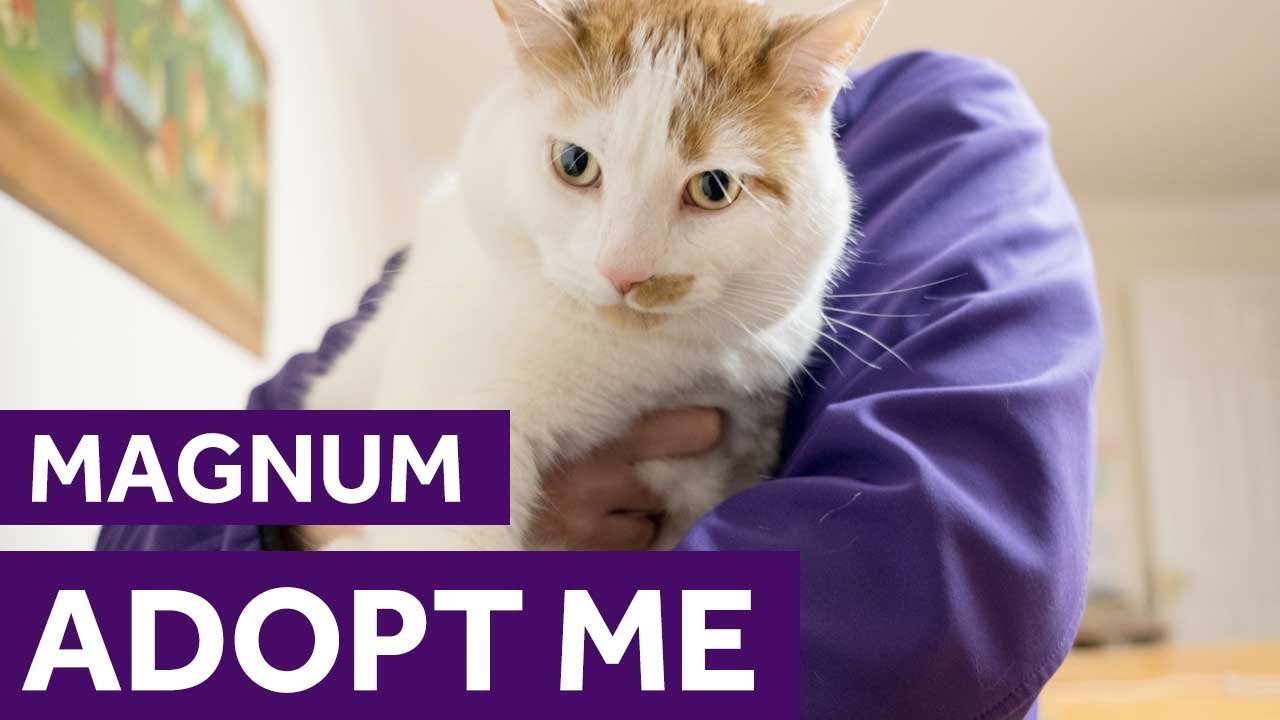 Adopt Magnum | Cats | Mayhew - YouTube