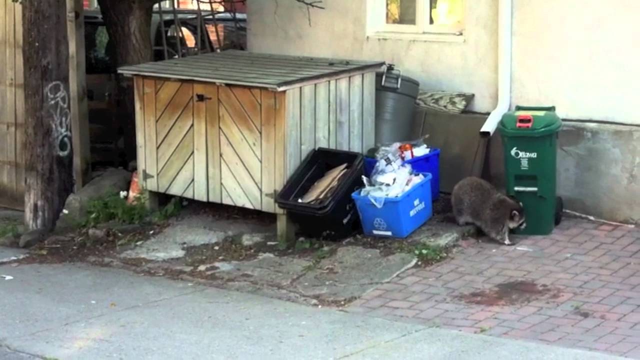 Raccoon: the garbage bandit - YouTube