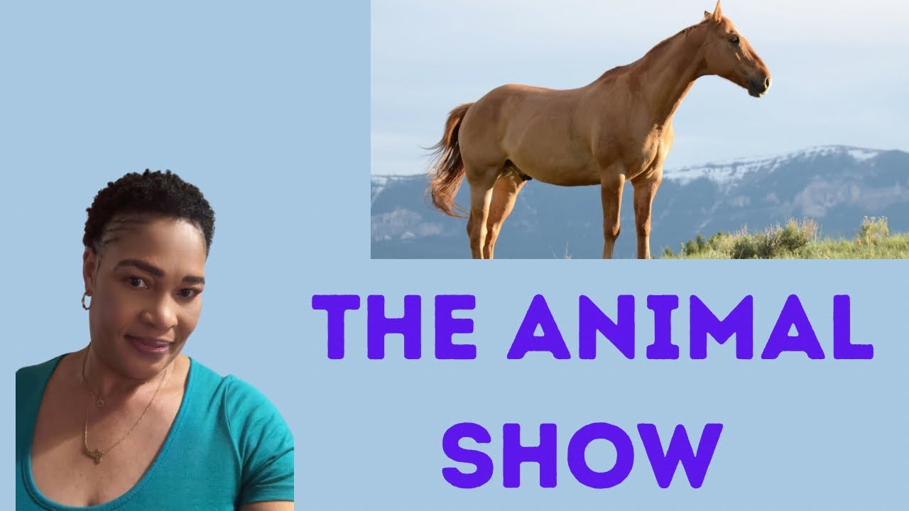 The Animal SHOW - YouTube