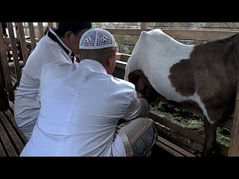 Ra Yunus Zaini Mencoba Meras Susu Kambing Milik Jama'ah Majelis Al Fatih Nurul Qulub Banyuwangi