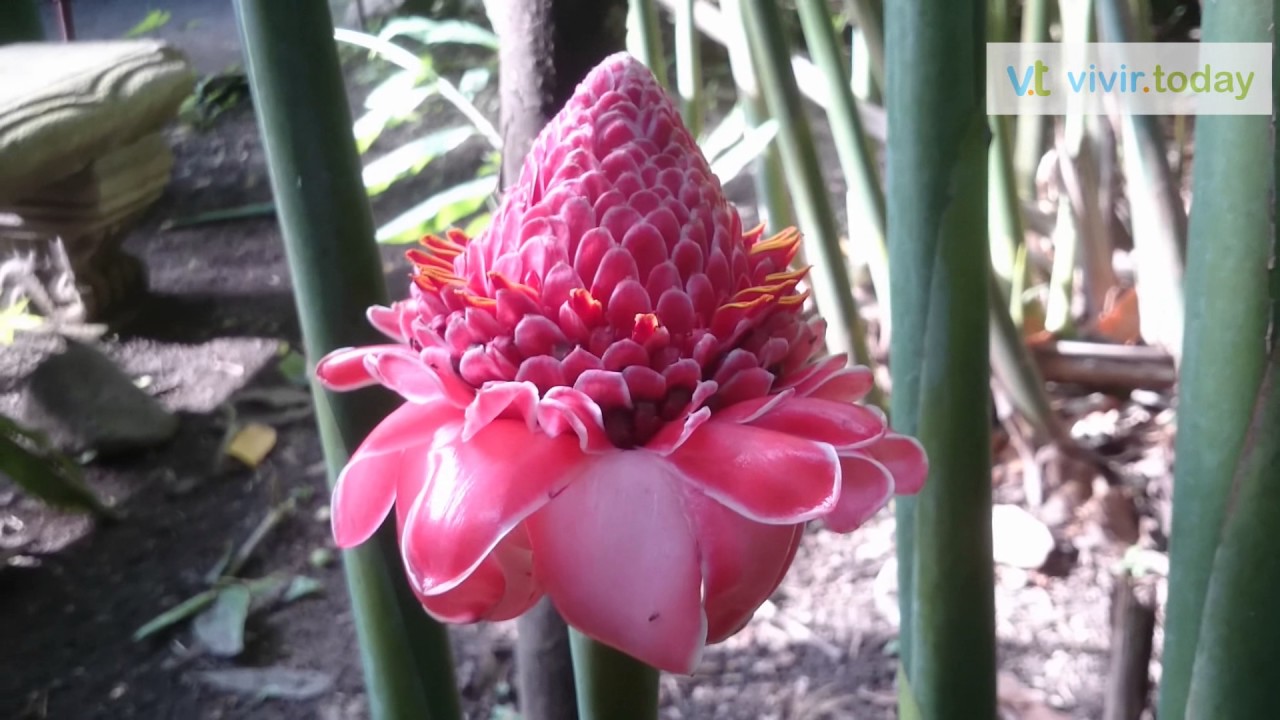 FLORES TROPICALES - Baston del Emperador - YouTube