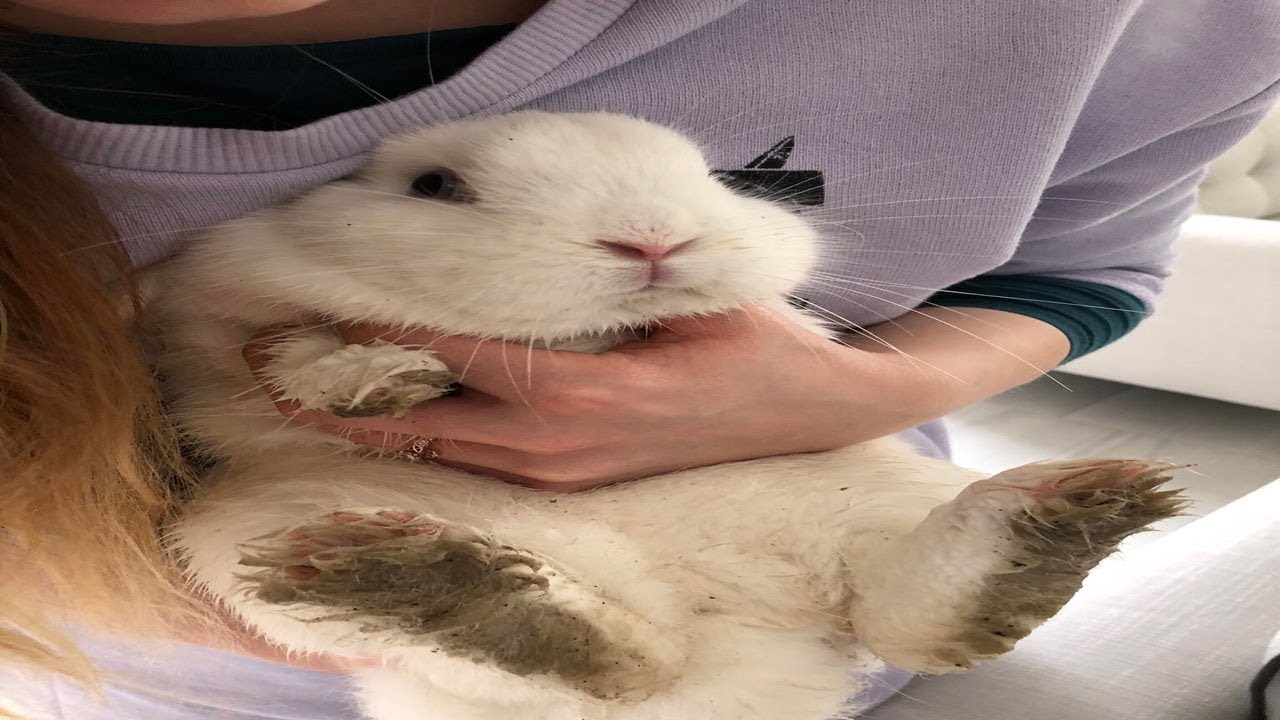 How To Diagnose Respiratory Problems In Rabbit (Part 2) - YouTube