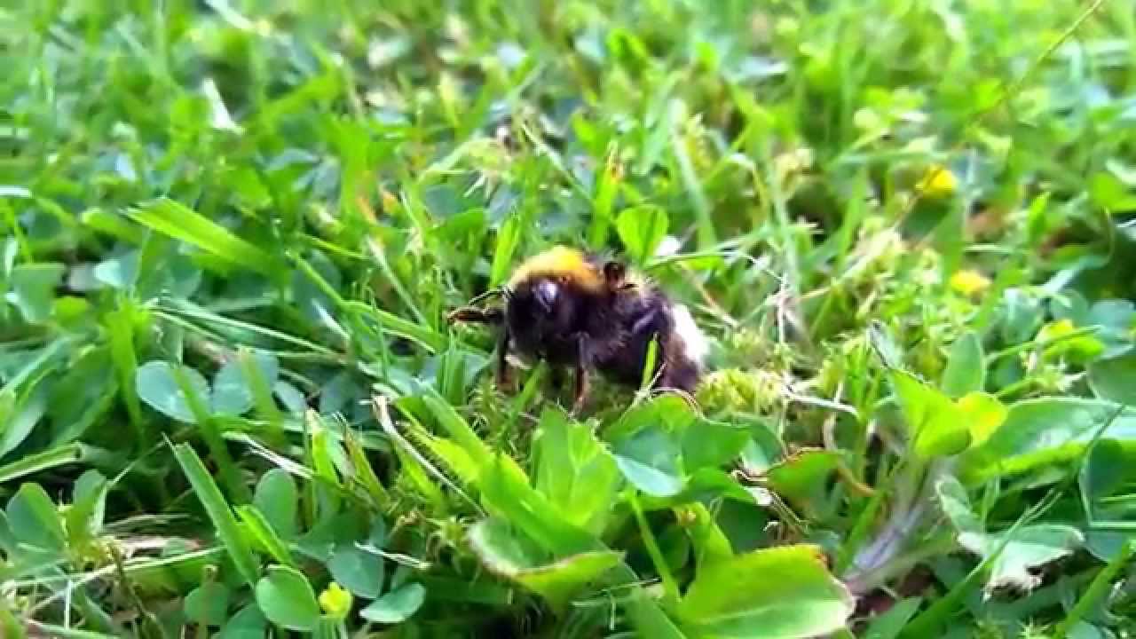 Ninja Bee! - YouTube
