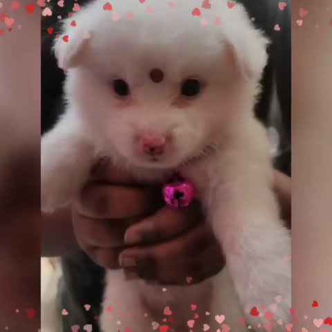 MY SWEET JANU KUTTY # PET LOVERS # PUPPIES # POMERIAN - YouTube