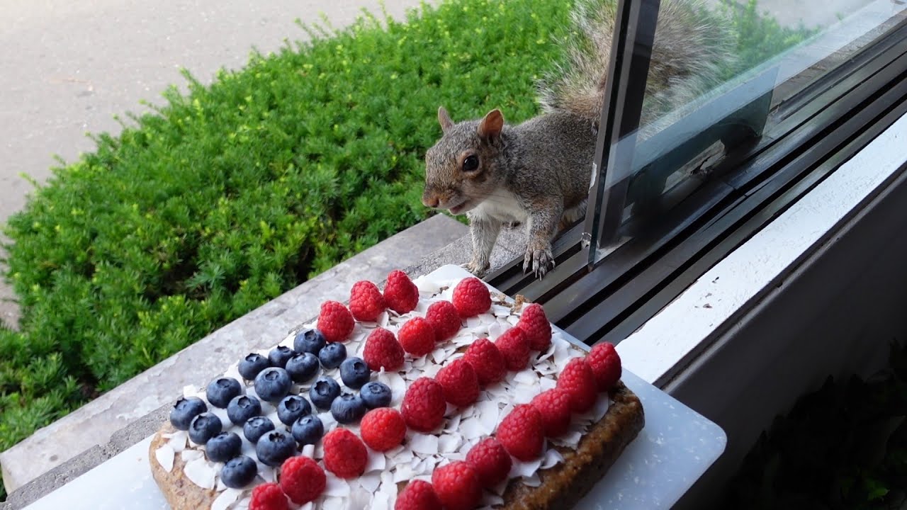 Squirrels celebrate their independence with a patriotic cake - YouTube