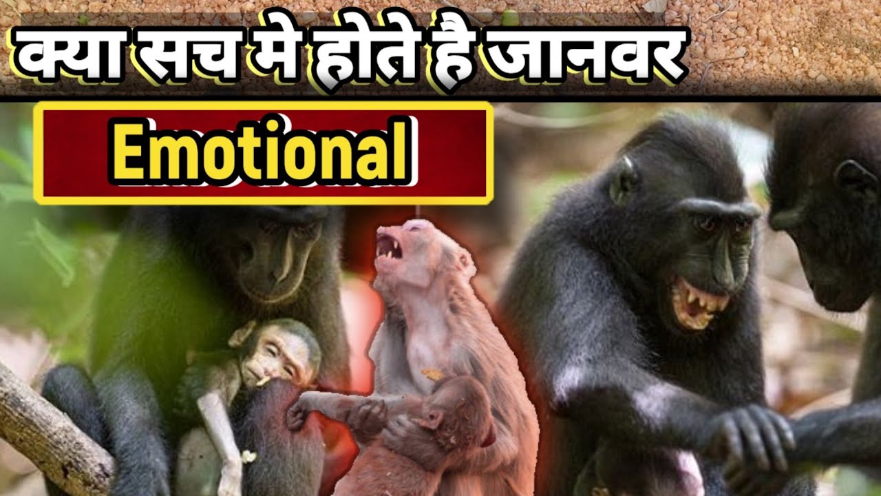 देखो जानवर कैसे मरे अपने साथी पर रिएक्ट करते है | How Animals react on ...