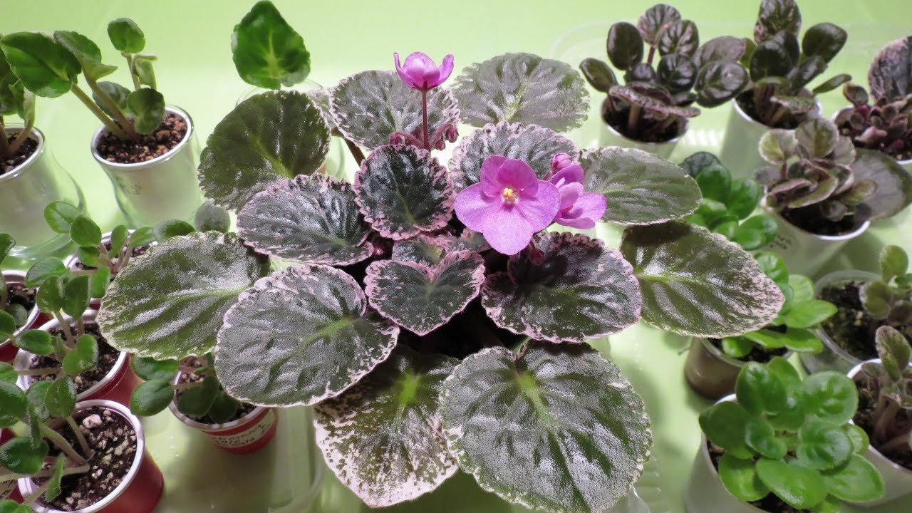 My 2020 Selective Gardener Optimara Violets – 4 Months Later - YouTube