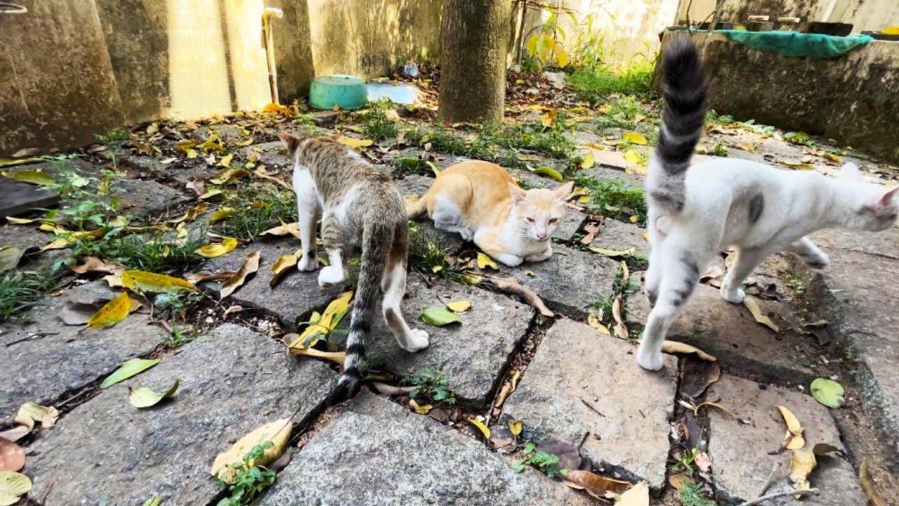 Angry male cats warming up for fighting|44| - YouTube