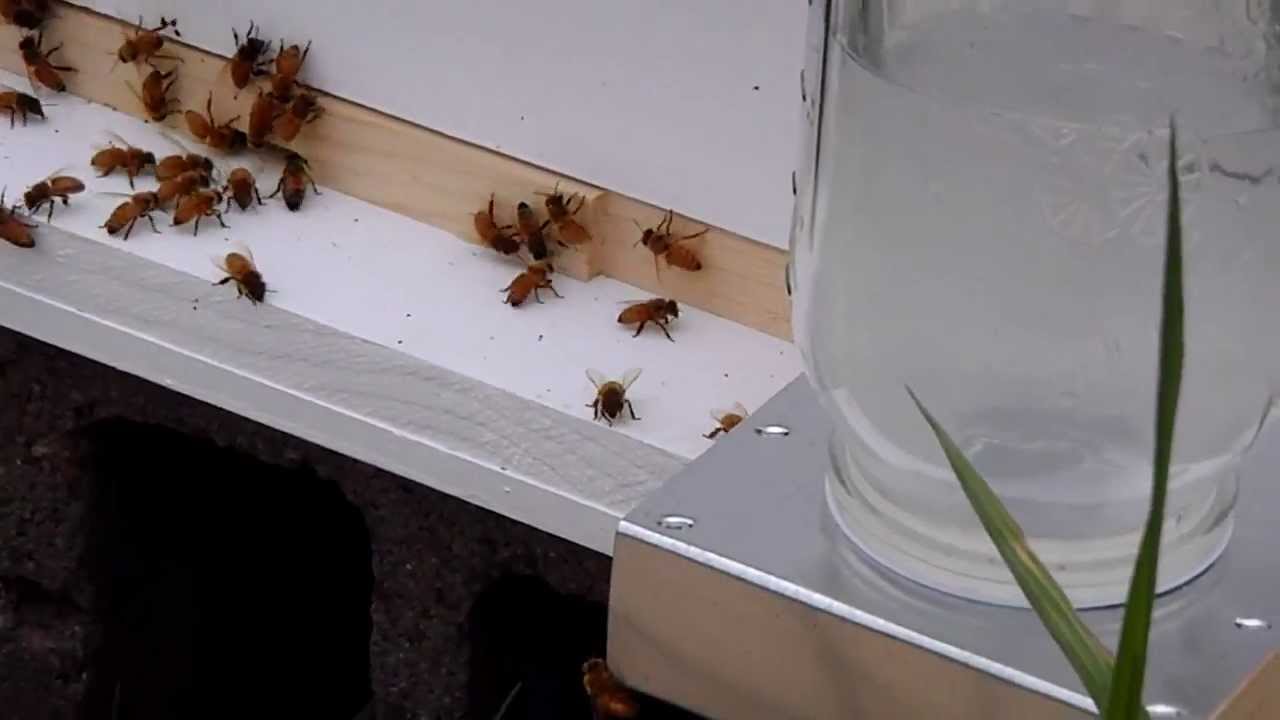Honey Bees Checking the Boardman Feeder - YouTube