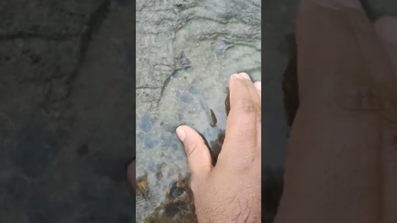 fish swimming video - YouTube