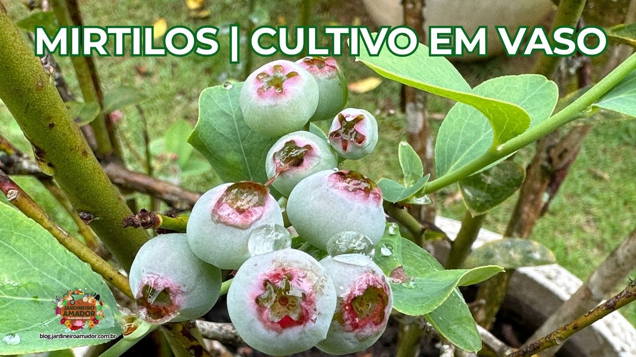 Mirtilos em Vaso | Colha Frutas Orgânicas no Pomar em Casa - YouTube