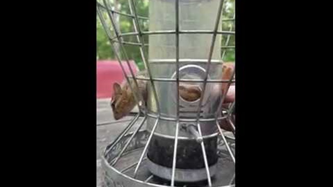 Chipmunk Stuck in Bird Feeder || ViralHog - YouTube