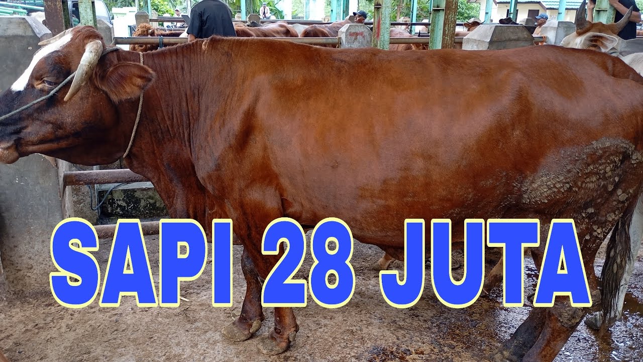 SAPI BABON SUPER JUMBO HARGA 28 JUTA NEGO DI PASAR HEWAN PELAIHARI ...
