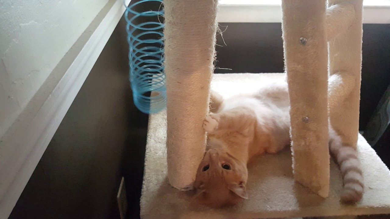 Cat playing with slinky until - YouTube