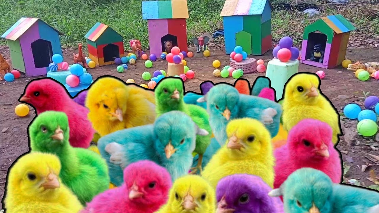 Colorful Chicks, Hen, Ayam Warna Warni, Ayam Rainbow, Duck, Tangkap Ayam warna warni Lucu Hehehe ...