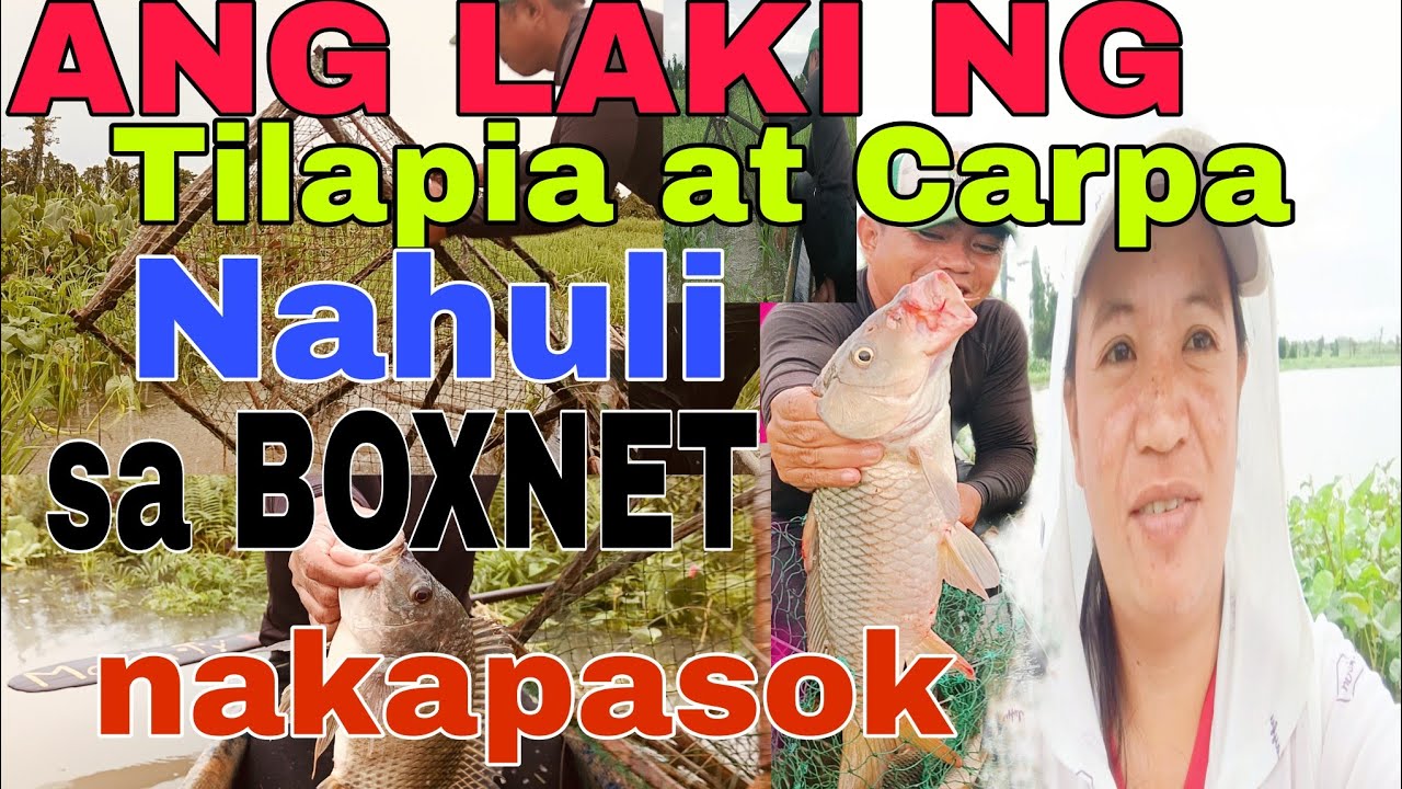 ANG LAKI NG TILAPYA AT CARPA NAHULI SA BOXNET NAKA PASOK WOW GRABE - YouTube