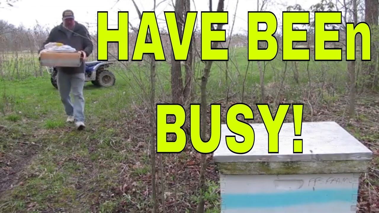 BUSY AS A BEE on Homestead. - YouTube