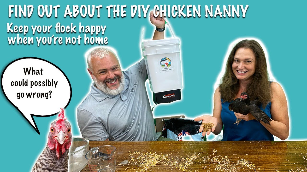 Video Chicken Live: Find Out About The Chicken Nanny! - YouTube
