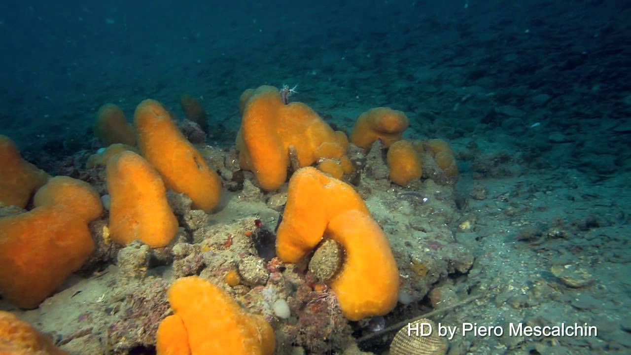 Ascidia - Aplidium conicum - YouTube