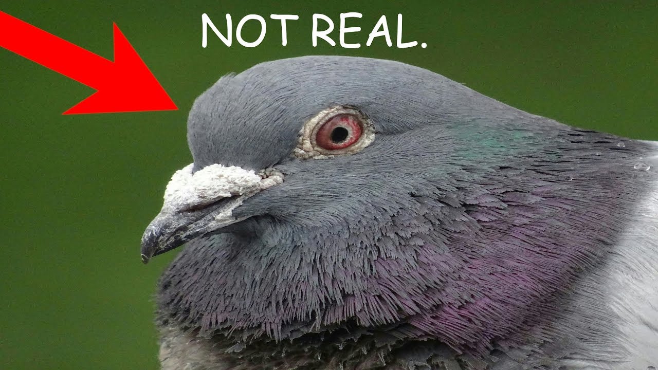 ARE PIGEONS REAL? *SCIENTIFIC EXPLANATION*. - YouTube