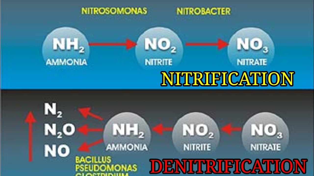 Nitrification & Denitrification process in aeration tank | Biological ...