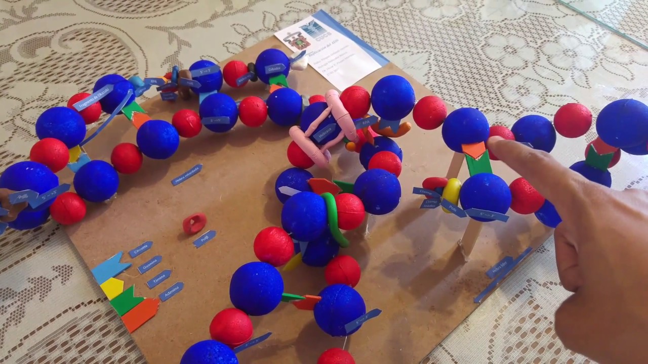 maqueta Replicación del ADN o DNA con sus proteínas y enzimas explicada ...