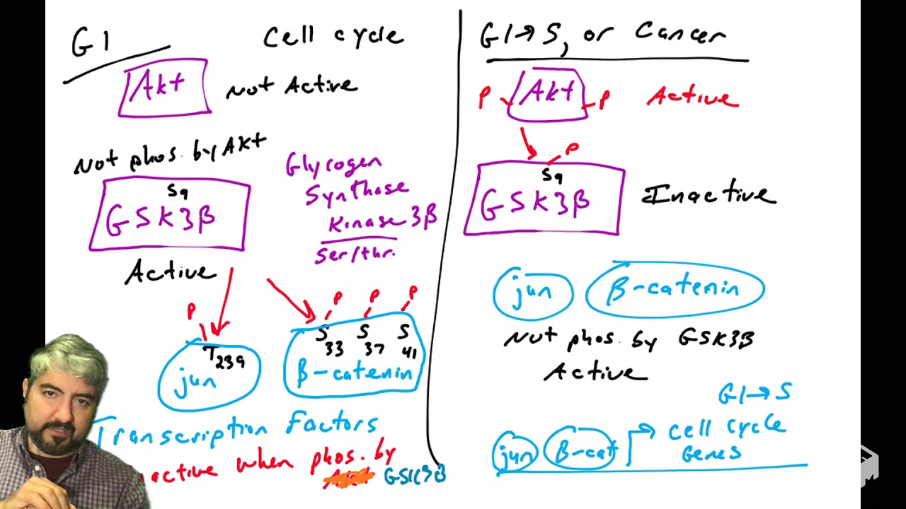 PI3K Akt pathway - part 8: Akt substrates (II of II) - YouTube