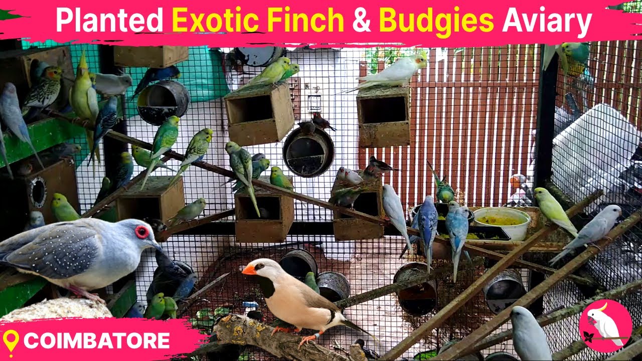 Planted Exotic Finch Aviary With Stream & Parakeet Aviary || Aviary ...