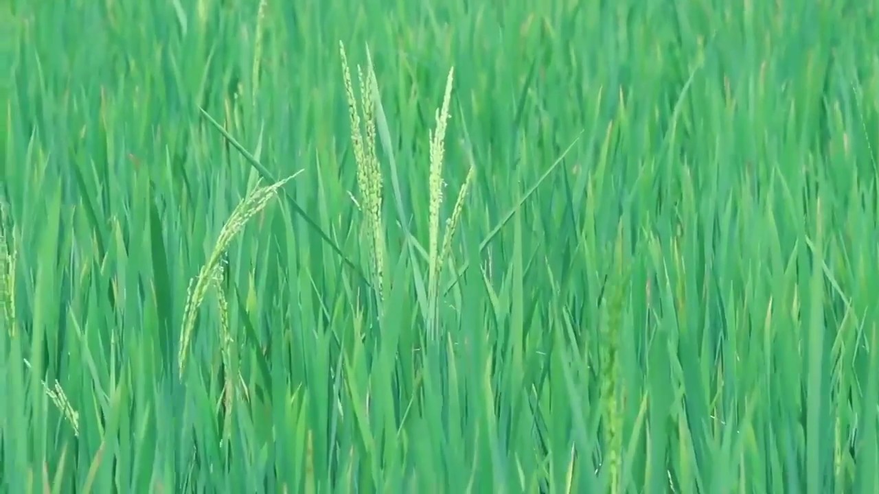 Aerobic rice, a game changer for India. - YouTube
