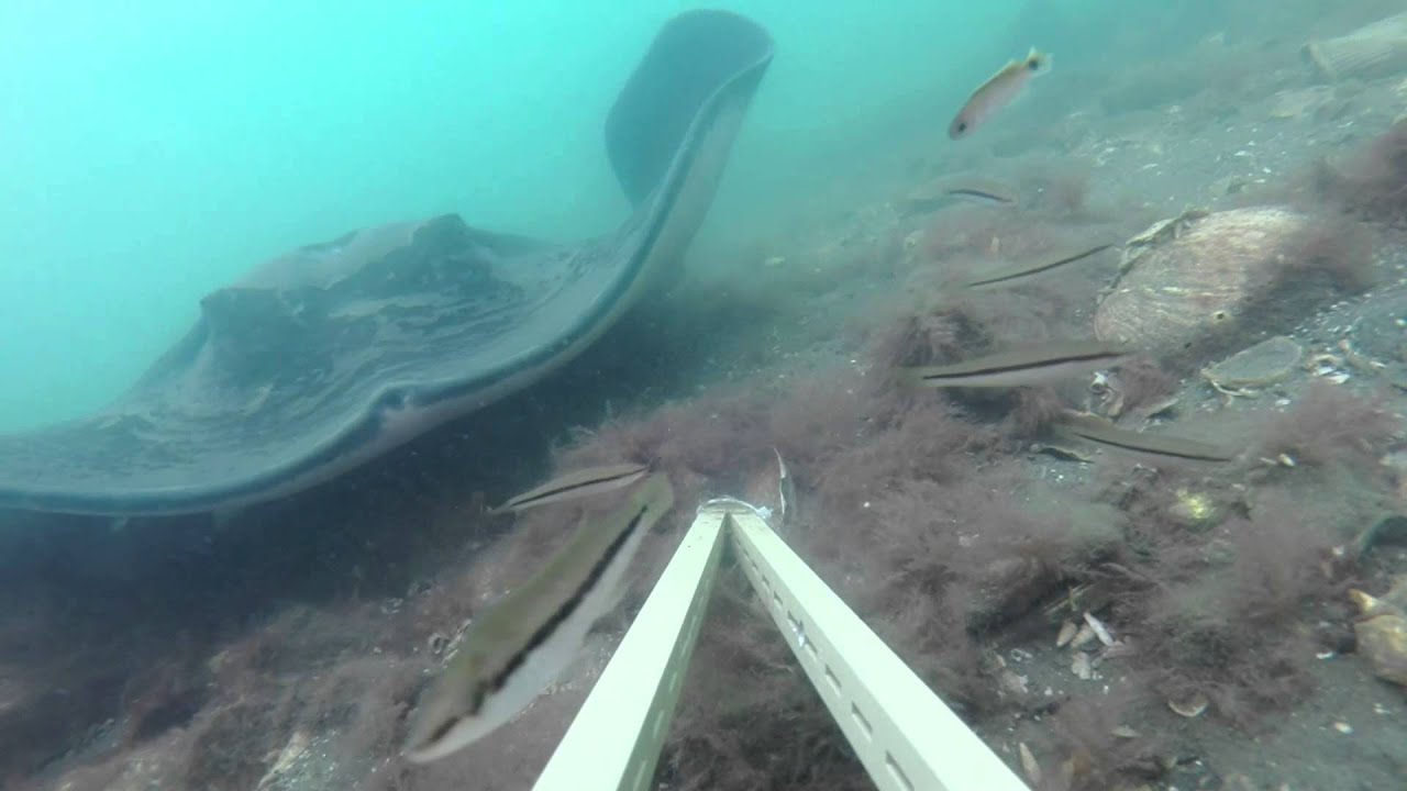 Sting ray (smooth ray) Woodbridge Jetty 26March2014 - YouTube