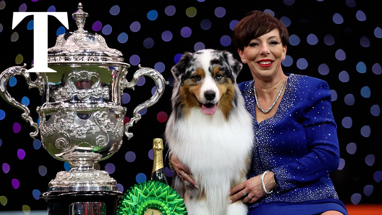Crufts 2024 results: Viking is the Best in Show winner - YouTube