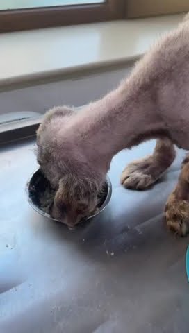 Taking Care of Paco | Health Update - YouTube