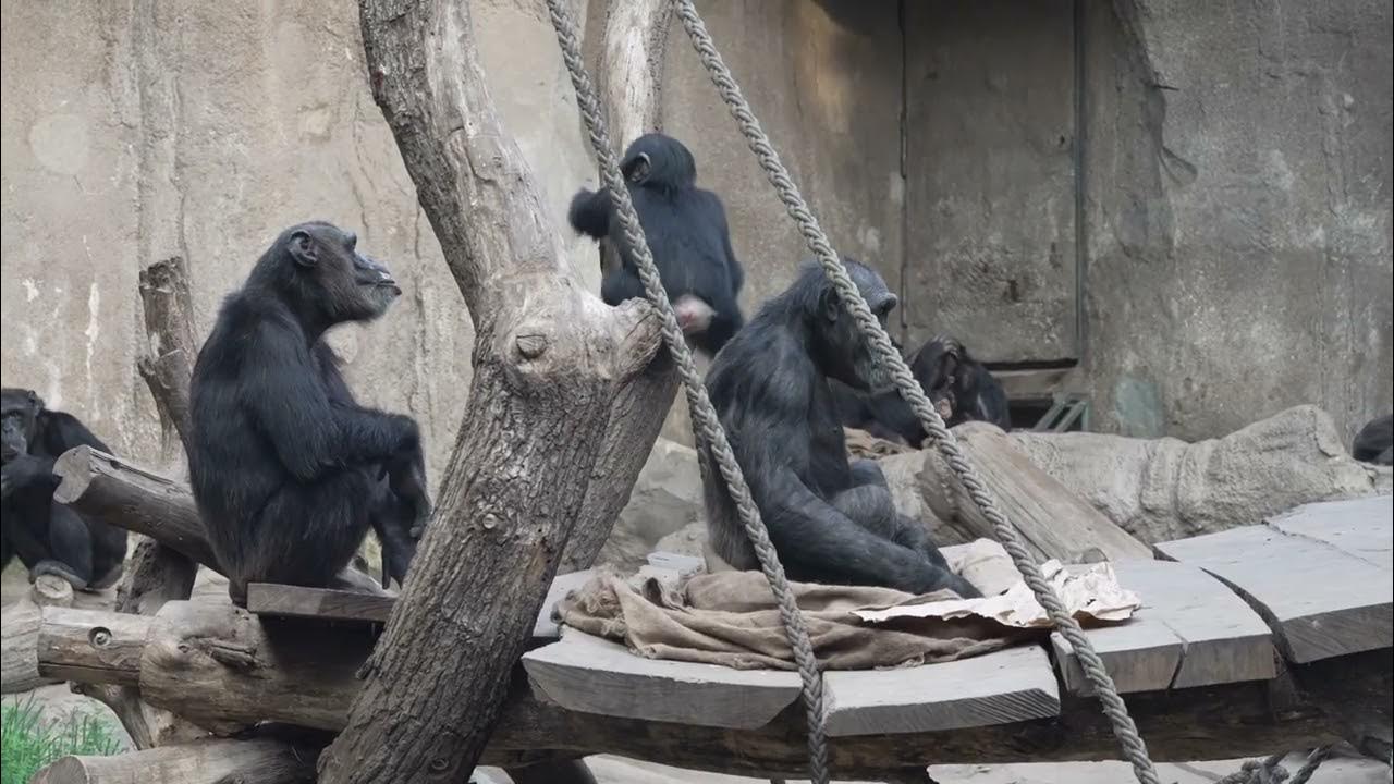 Chimpanzee video,chimpanzee baby video 4k,zoo baby animals,schimpanse Schimpanse Baby,Zoo ...