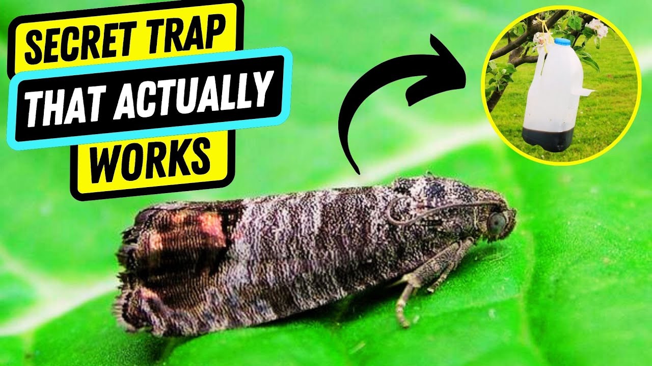 How to Trap Codling Moths FAST ⚡ Save Your Garden Fruits Instantly 🍏 ...