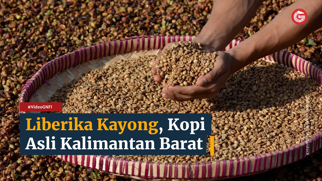 Liberika Kayong, Jenis Kopi Pertama Asal Kalimantan Barat — Video GNFI ...