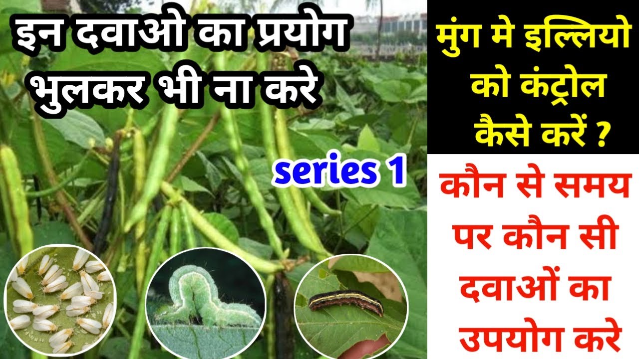 मुंग मे इल्लियो को कंट्रोल कैसे करे / moong me kitnashak spray / moong ...