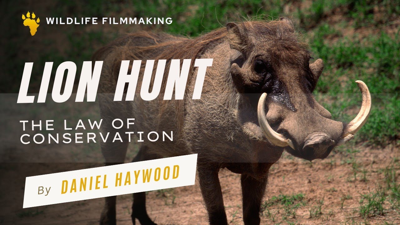 Lion Hunt - The Law of Conservation - YouTube