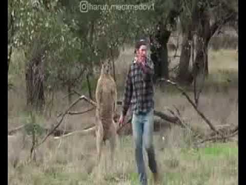 azeri prikol bəyənin